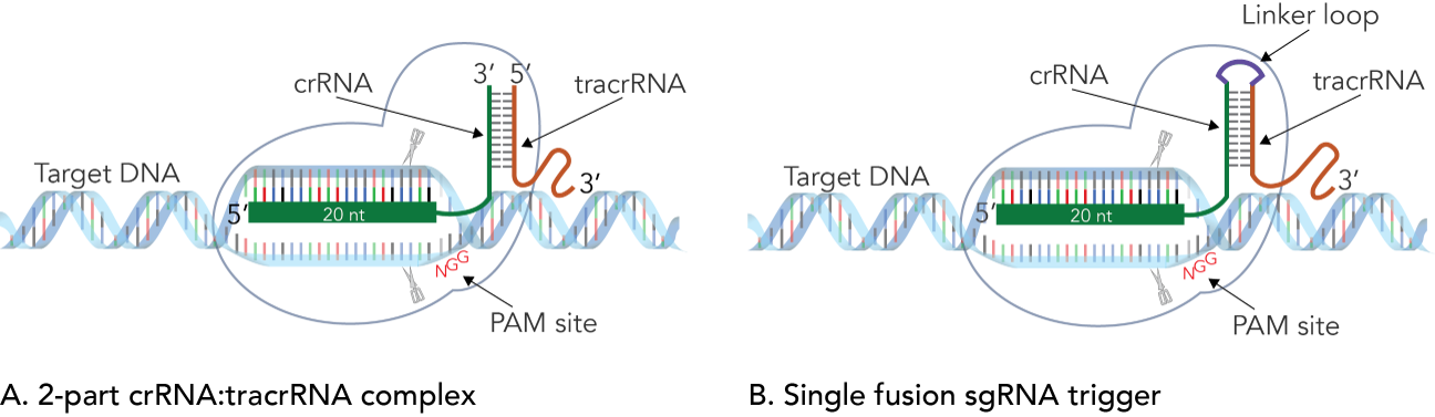 CRISPR guide RNA format affects genome editing outcomes CRISPR guide RNA format affects genome editing outcomes