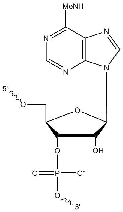 N6 Methyladenosine M6a —modulating Rna Localization Structure
