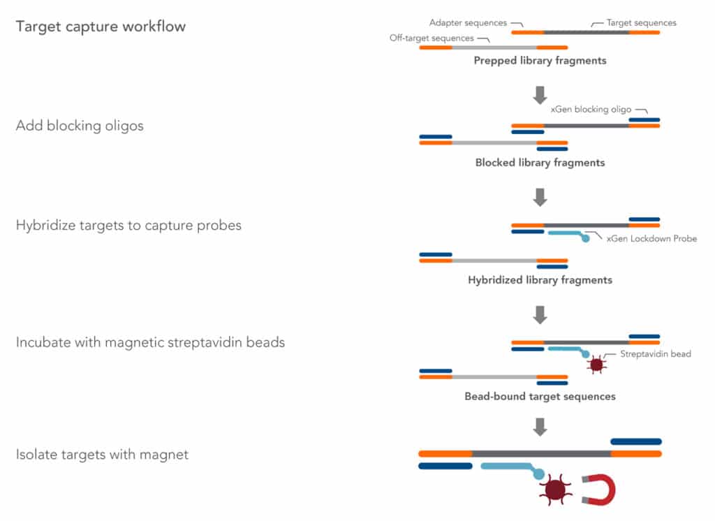Hybridization Capture For Target Enrichment | IDT