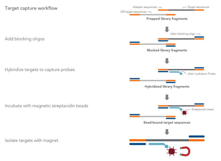 Hybridization Capture For Target Enrichment | IDT