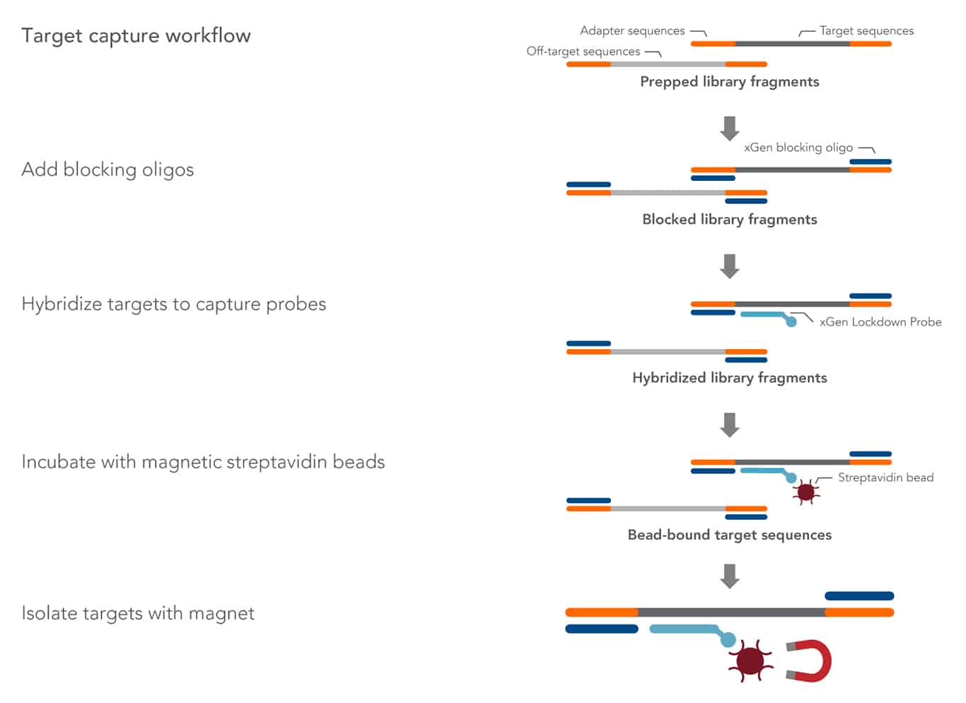 Hybridization Capture For Target Enrichment | IDT