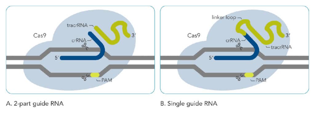 CRISPR Guide RNAs | IDT
