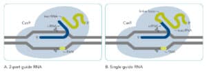 CRISPR Guide RNAs | IDT