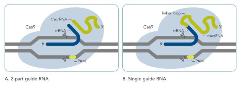 CRISPR Guide RNAs | IDT