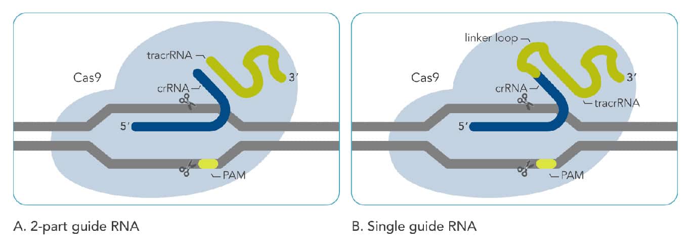 CRISPR Guide RNAs | IDT