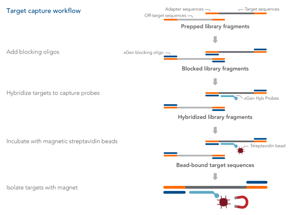 Hybridization Capture For Target Enrichment | IDT