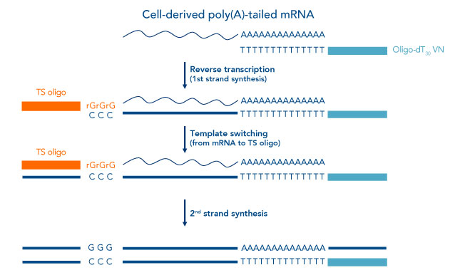 Use of template switching oligos (TS oligos, TSOs) for efficient cDNA ...