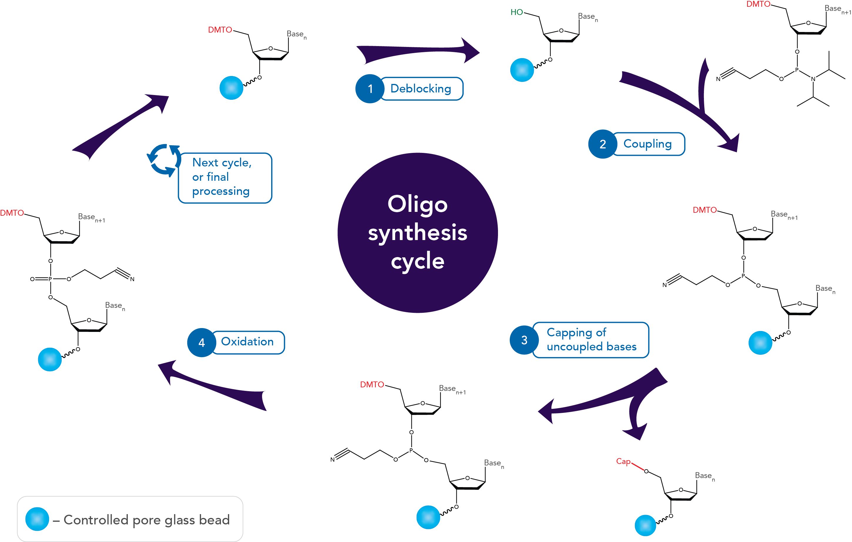 Oligo synthesis: Why IDT leads the oligo industry