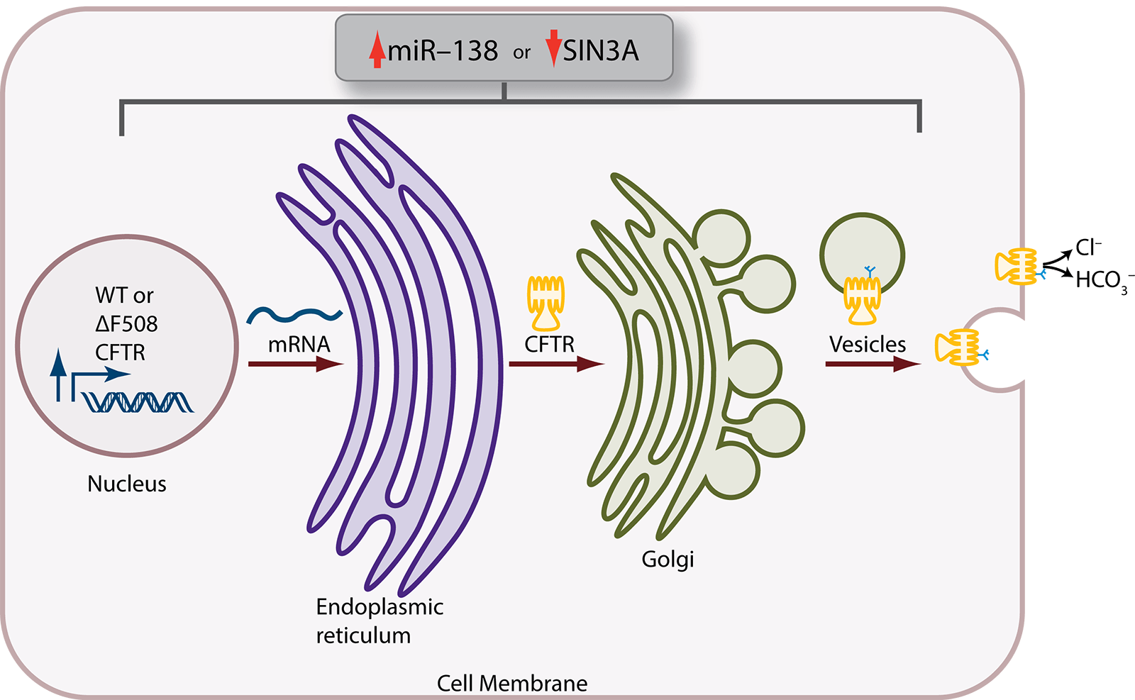 Small RNA therapies for cystic fibrosis