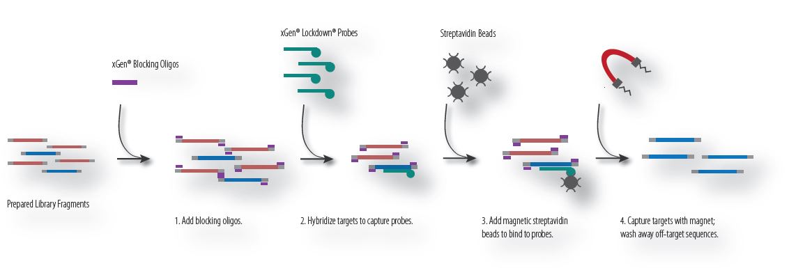 Target enrichment facilitates focused next generation sequencing