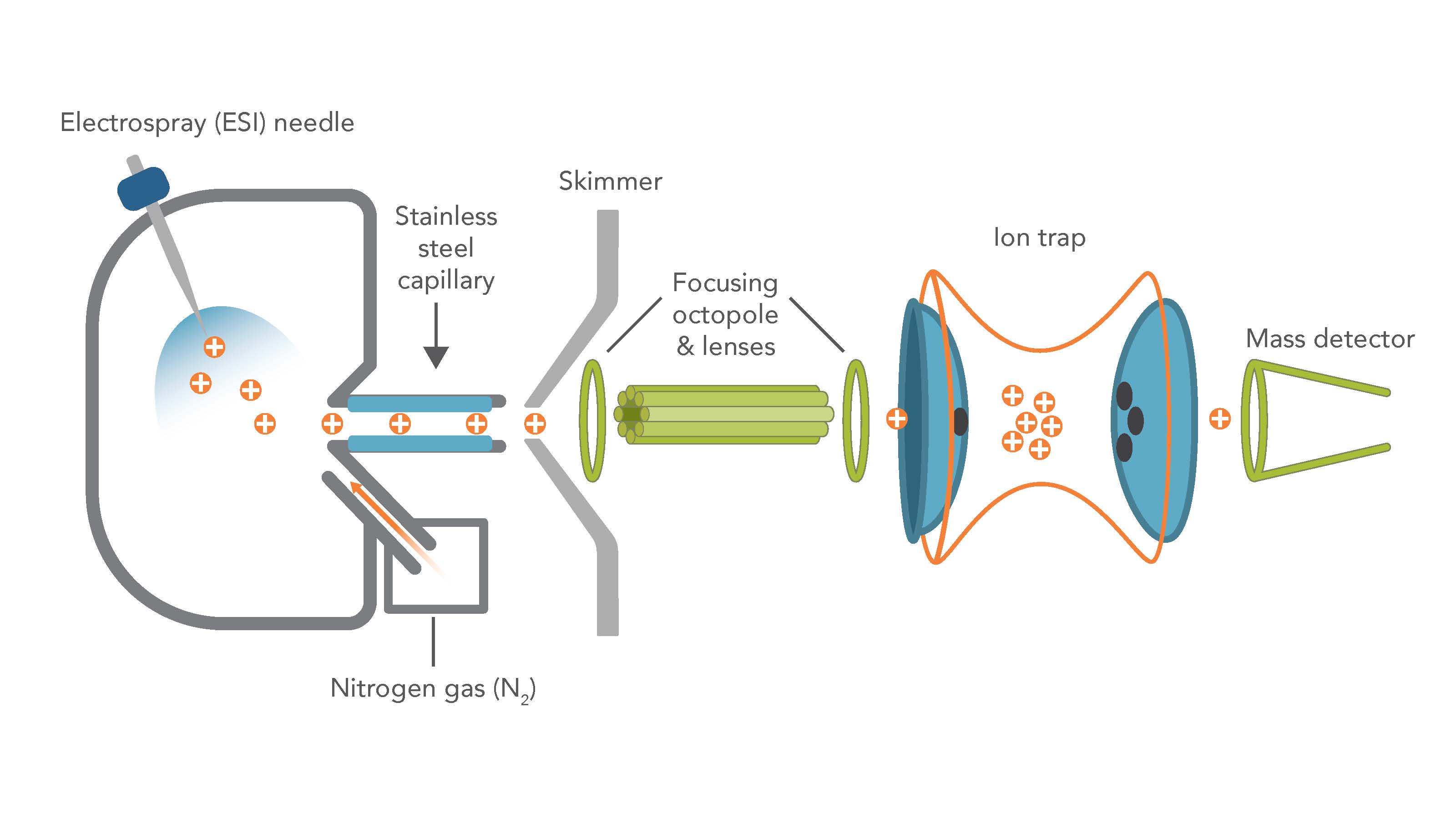 ESI mass spectrometry—why we use it for oligonucleotide quality control