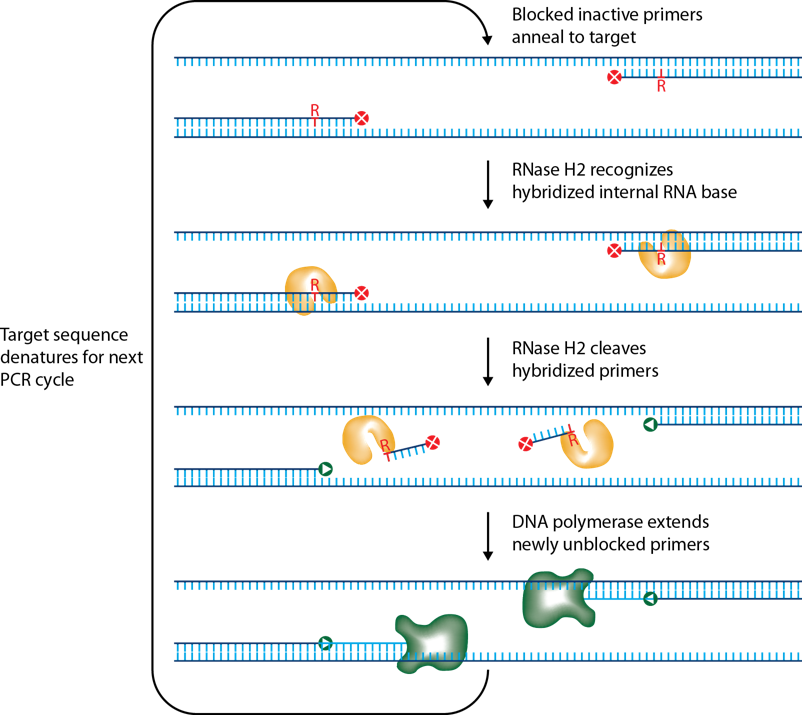 Better PCR genotyping—obtain greater precision with RNase H2 activation ...