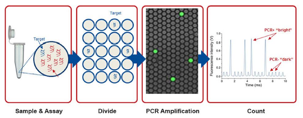 Digital PCR (dPCR)—What is it and why use it?