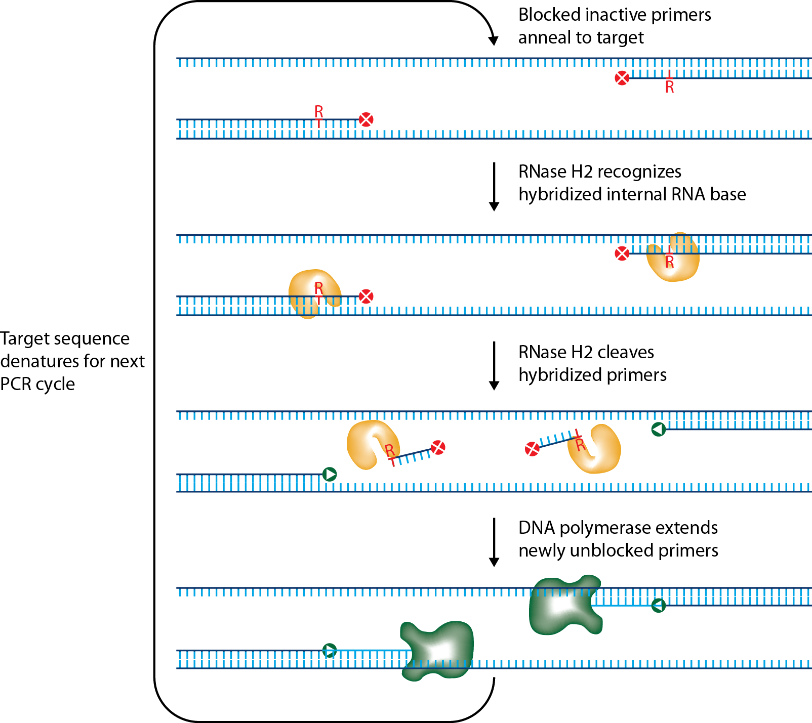 Discriminating highly similar transcripts using rhPCR
