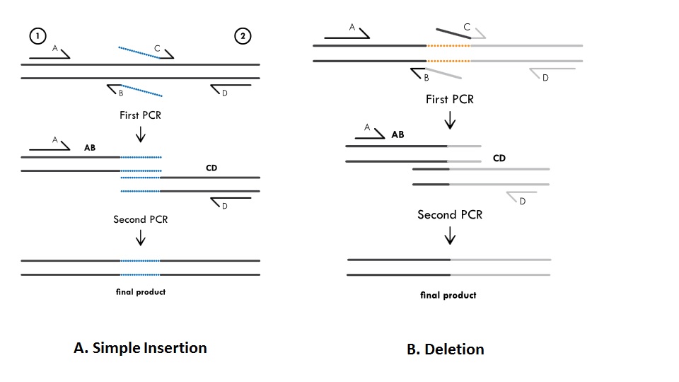 Methods for site-directed mutagenesis
