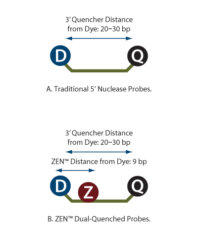 Better PCR probes: A second quencher lowers background, increasing ...